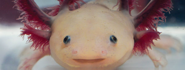 A strange-looking salamander provides a window into how vertebrates ...