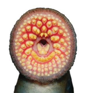 Extracts - Research Links Lampreys, Sharks and Humans